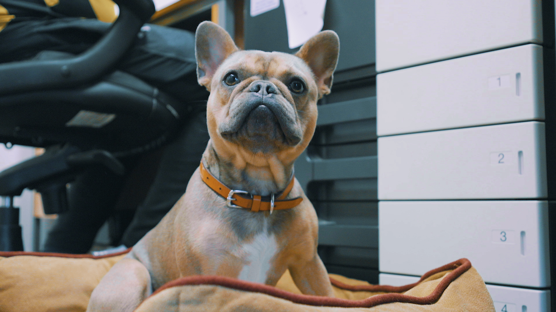 Hands-on With Paws Trading | EKM Blog